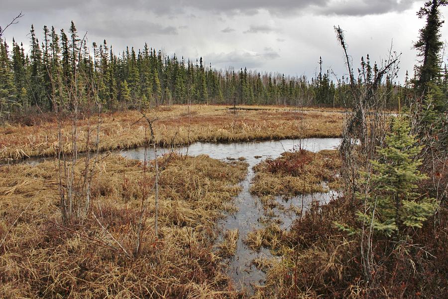 Rainy Peat Bog Photograph by David Broome - Fine Art America