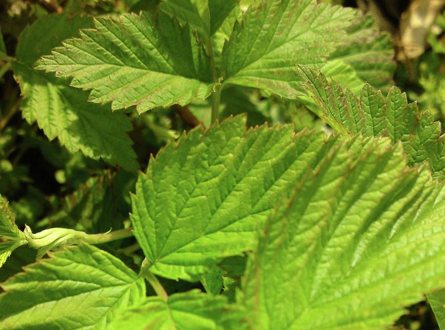 Raspberry Leaves Photograph by DebiJeen Pencils - Fine Art America