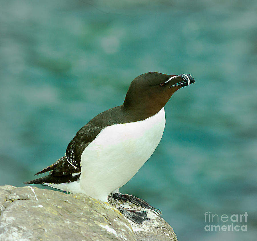 Razorbill Photograph by Nick Eagles | Fine Art America