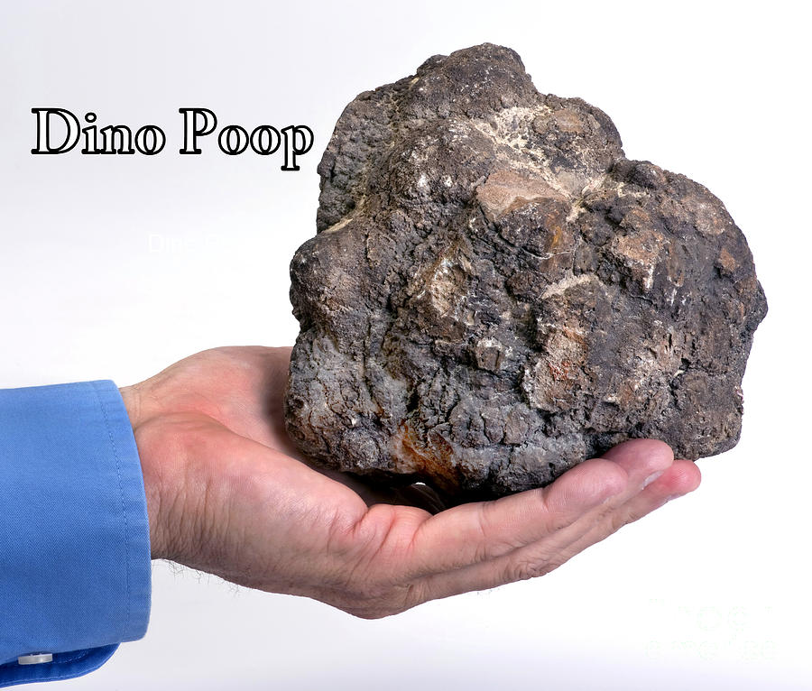Real Dinosaur Poop. Photograph by W Scott McGill - Pixels