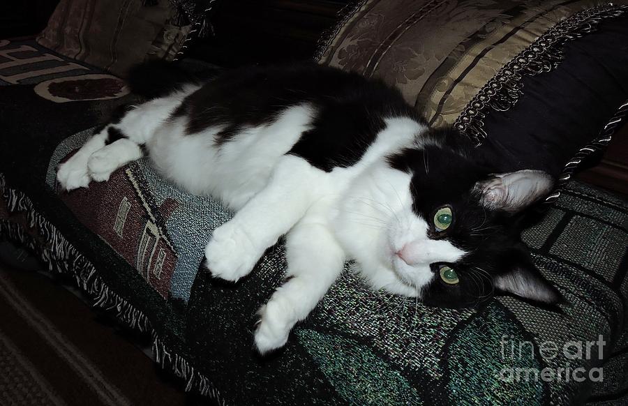 Reclining Cat Photograph by Beth Williams - Pixels