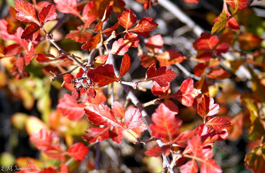 Red Autumn Leaves Photograph by Elise Samuelson - Fine Art America
