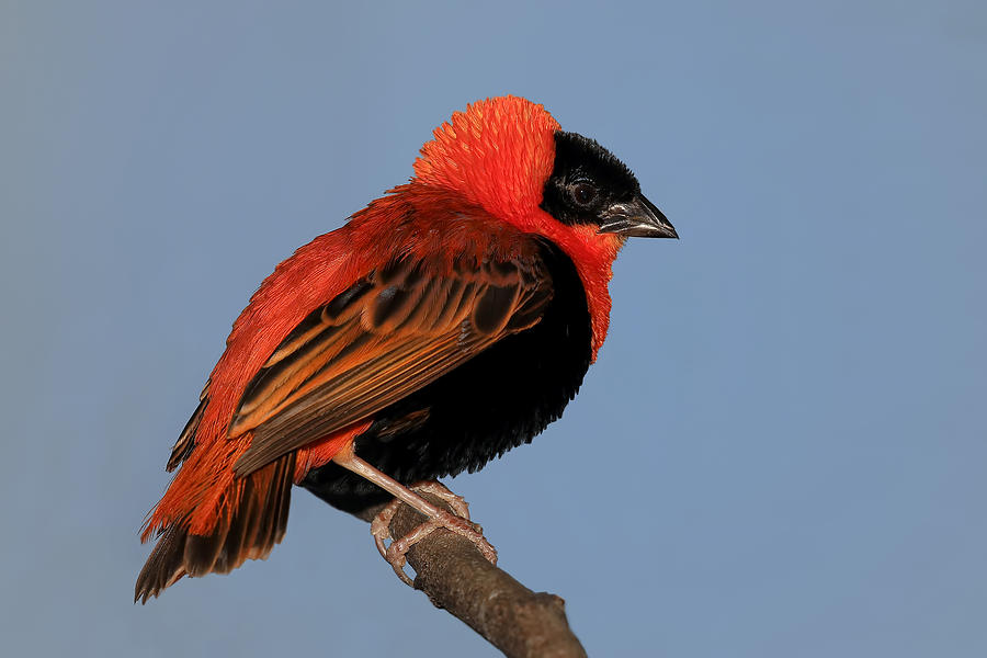 Red Bishop Photograph by John Absher | Fine Art America