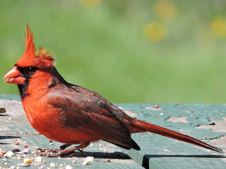 Red Cardinal Photograph by Joanne Rungaitis - Fine Art America