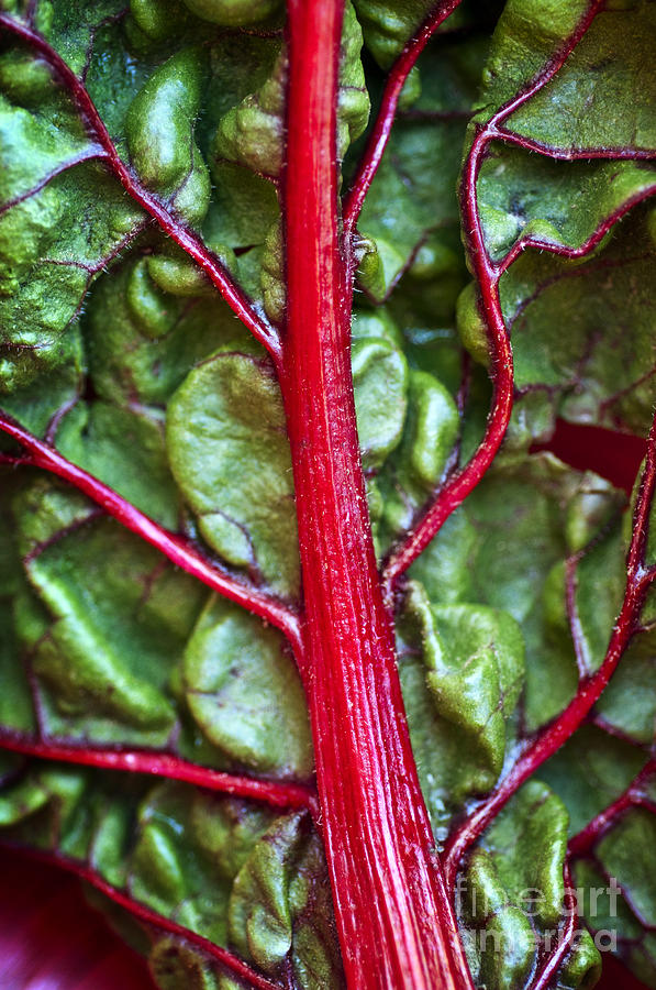 Red Chard Leaf Photograph by Ray Laskowitz - Printscapes - Fine Art America