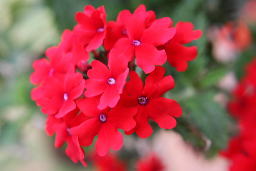 Red Flower Power Photograph By John Mcmanus Fine Art America