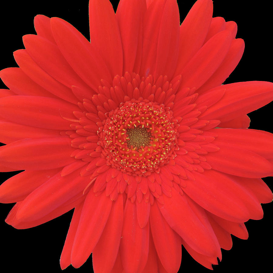 Red Gerber Daisy Photograph by Judith Turner - Fine Art America