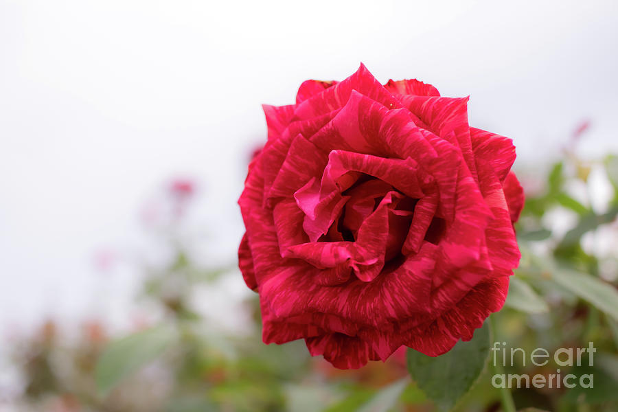 Red Intuition Hybrid Tea Rose, Red Stripe Rose Originally Pro ...