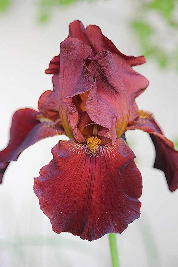 Red Iris Photograph by Marjorie Hedden - Fine Art America