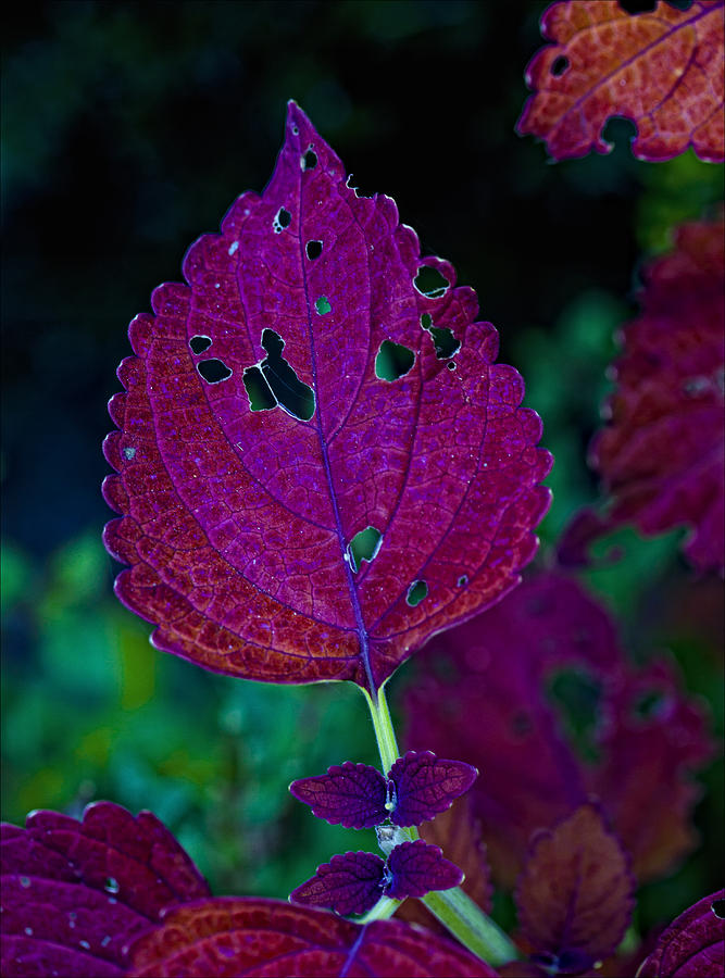 Red Leaf 2 Photograph by Robert Ullmann - Fine Art America