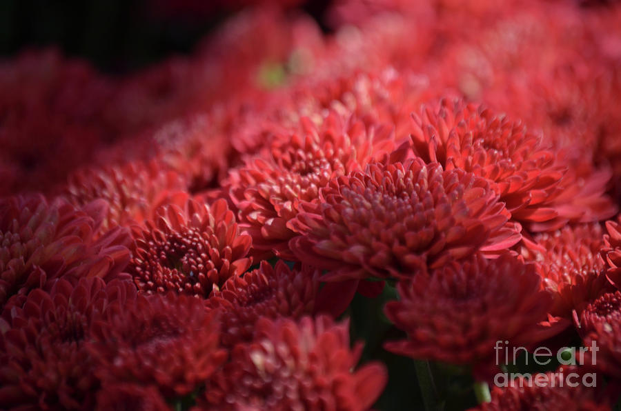 Red Mums Photograph by Jodie Sims - Fine Art America