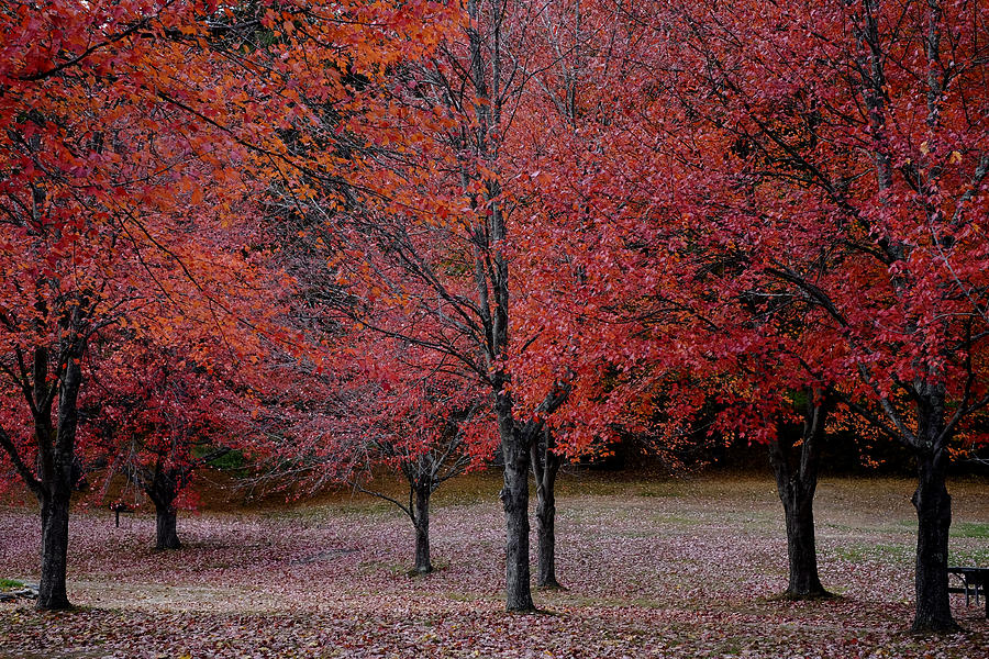 Red October Photograph by Dan Poirier - Fine Art America