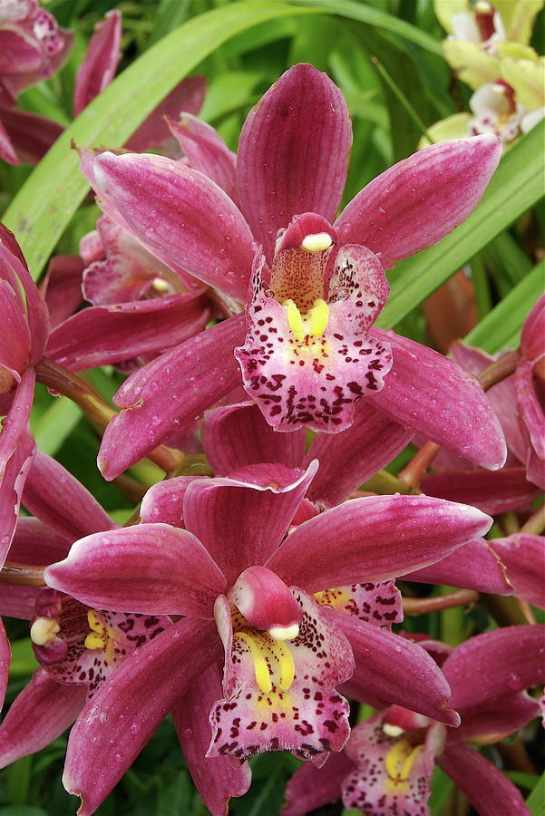 Red Orchids Photograph by Michael Peychich - Fine Art America