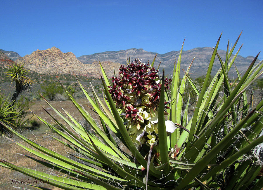 Red Rock Canyon Yucca No.1 Photograph by Michele Ross - Fine Art America