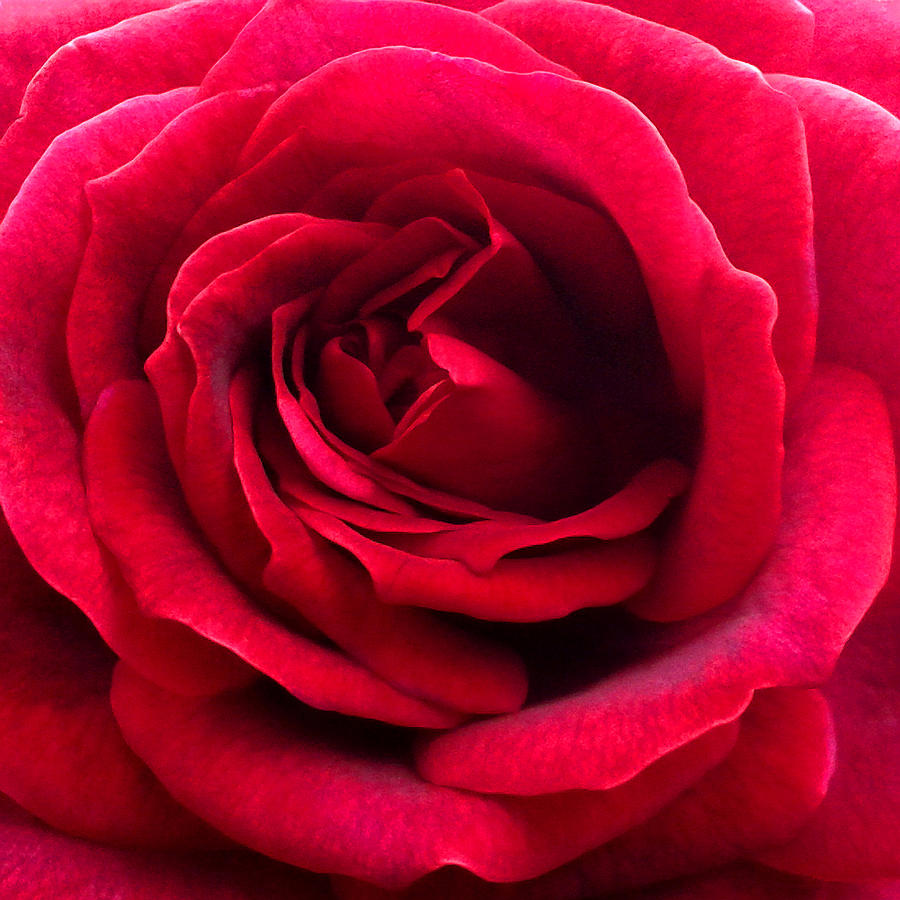 Red Rose Portrait 1 Photograph by Geraldine Cote | Fine Art America