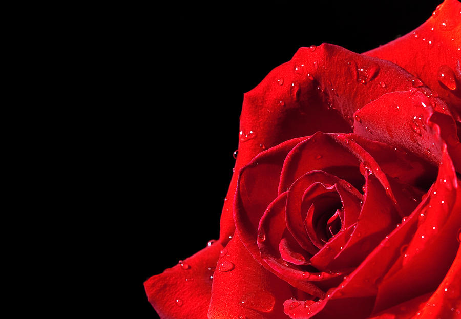 Red Rose with water droplets Photograph by W Kurt Staley - Fine Art America