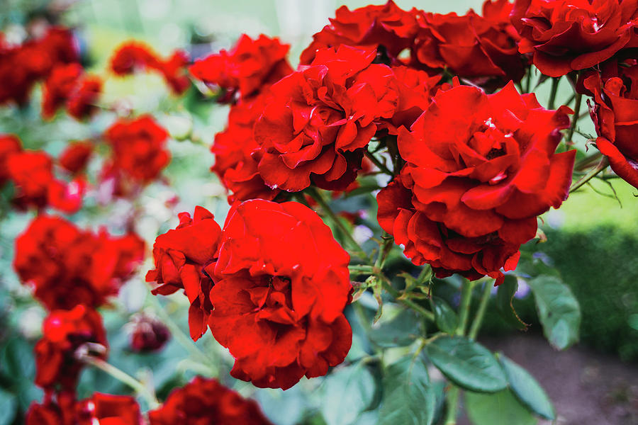 Red Roses In Garden Photograph by Pati Photography - Fine Art America