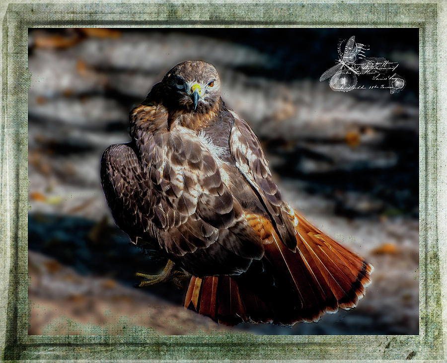 Red Tailed Hawk Digital Art by Walter Carlson - Fine Art America