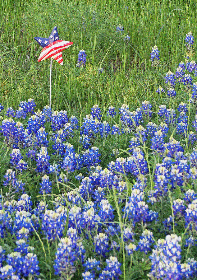 Red white and Bluebonnet Photograph by Dave Ruch - Fine Art America
