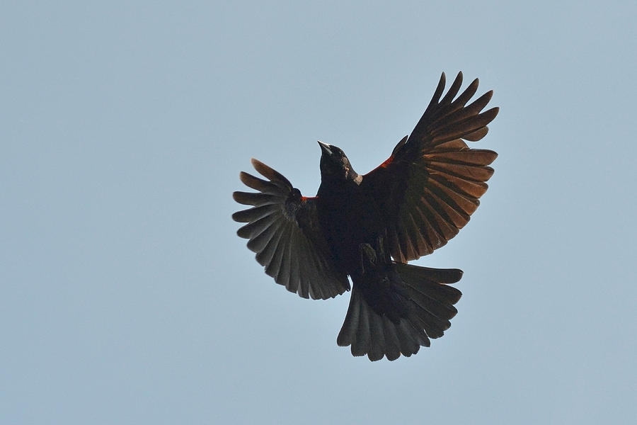 Red-winged Blackbird in-flight Photograph by Asbed Iskedjian - Fine Art ...