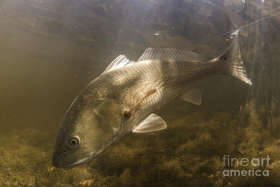 Redfish Eats Photograph by Adrian E Gray - Fine Art America