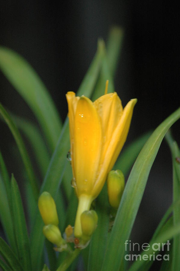 Refeshing Dew Photograph by Devane Mattoni - Fine Art America