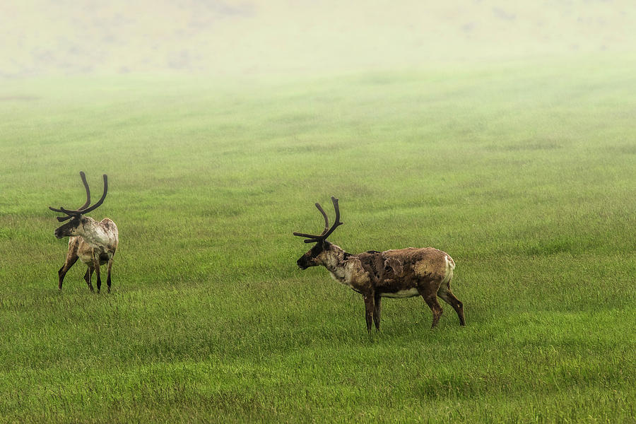 Reindeers Photograph by Tiago Pratas - Fine Art America Reindeers Photograph by Tiago Pratas - Fine Art America
