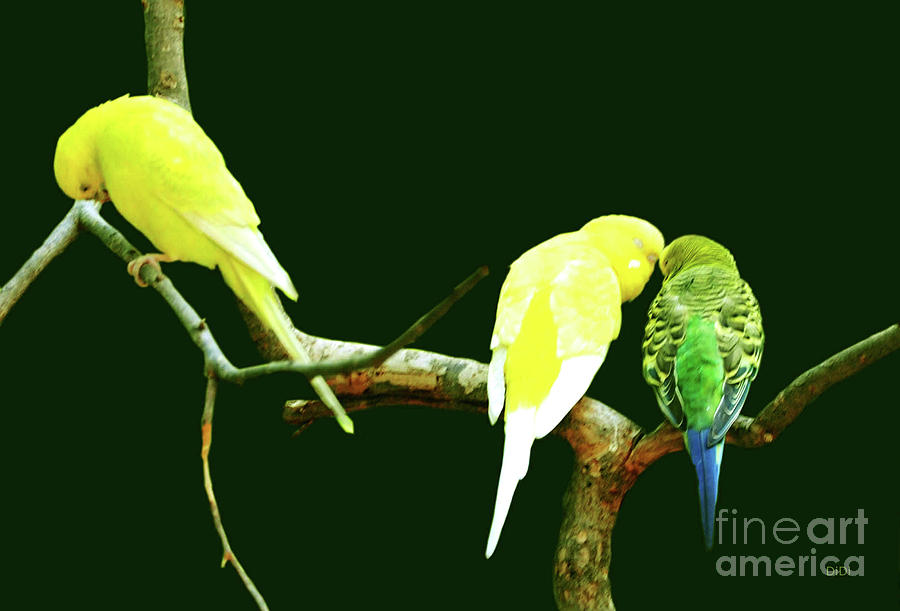 Rejection Photograph by DiDi Higginbotham | Fine Art America