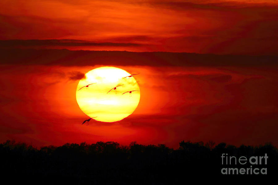 Returning flight Photograph by Rick Mann - Pixels