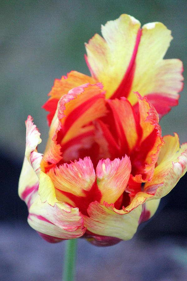 Ribboned Tulip Photograph by Christine Boyer - Fine Art America
