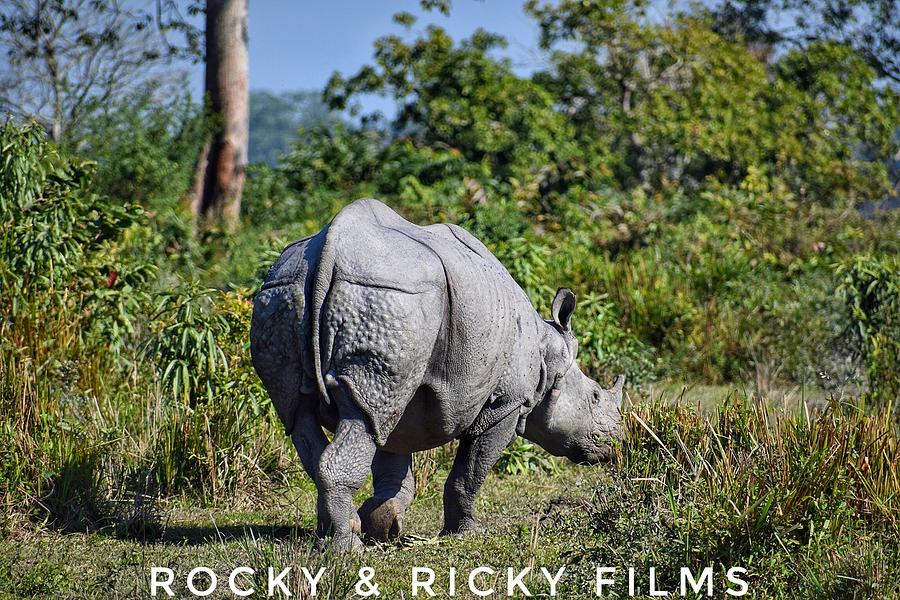 Rihno Kaziranga National Park Photograph by Rakesh Kumar Natarajan - Pixels Rihno Kaziranga National Park Photograph by Rakesh Kumar Natarajan - Pixels