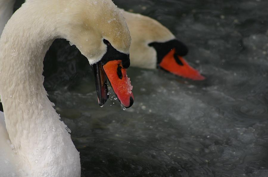 River Swans Photograph By Shawna Dockery Fine Art America