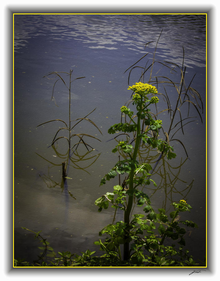River Weed Photograph by Thomas Fields - Pixels