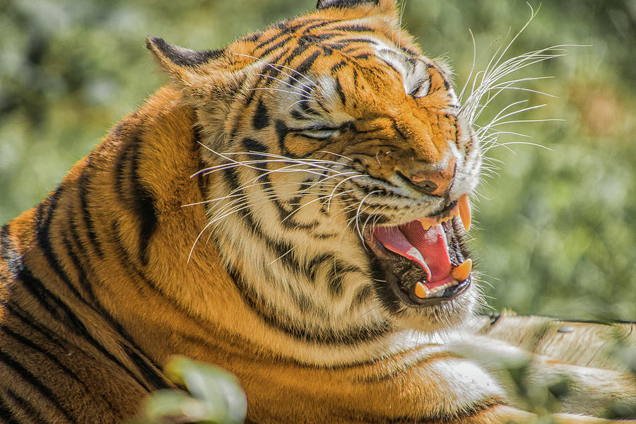 Roaring Tiger Photograph by Kevin Thrash - Pixels