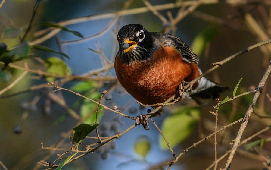 Robin Eating Purple Berry 122520150805 Photograph by WildBird ...