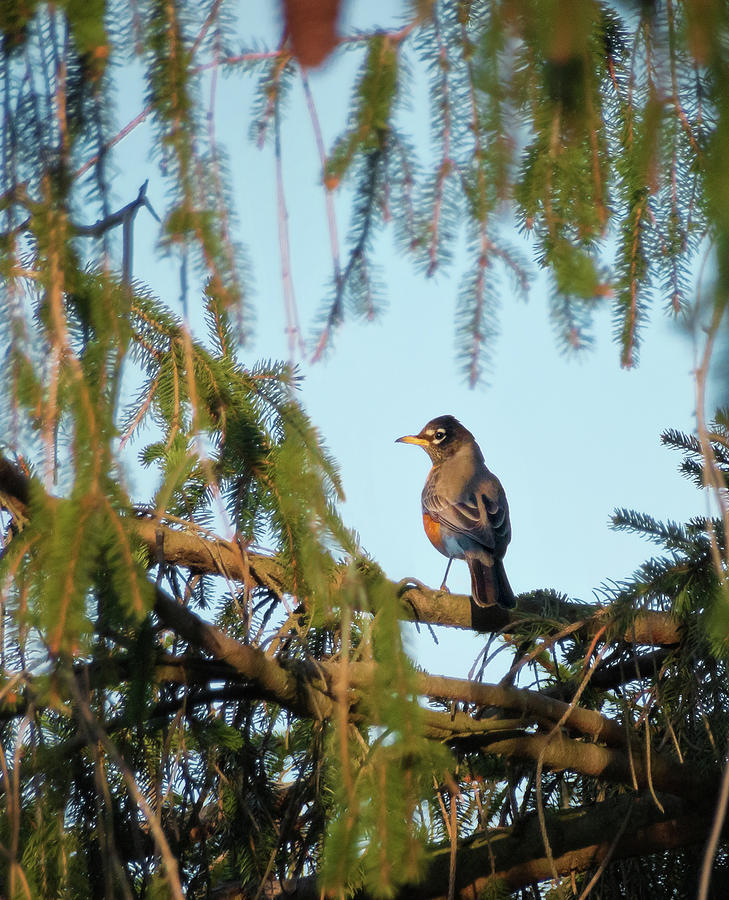 Robin In a Pine Tree Photograph by David Lamb