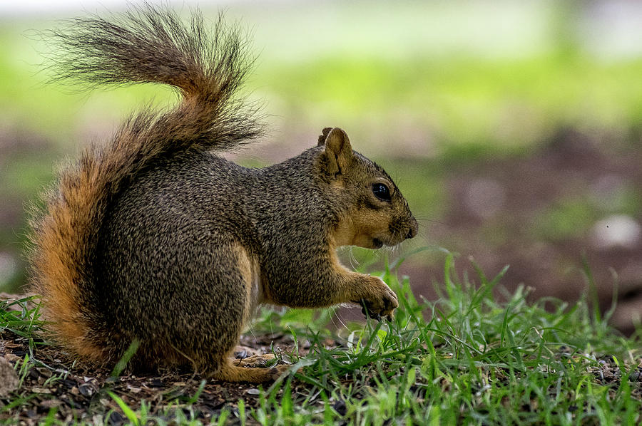 Rocky The Squirrel Photograph By Bob Marquis Fine Art America