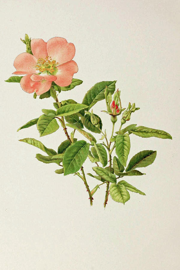 Rosa Sancta Richard Painting by Alfred Parsons - Pixels