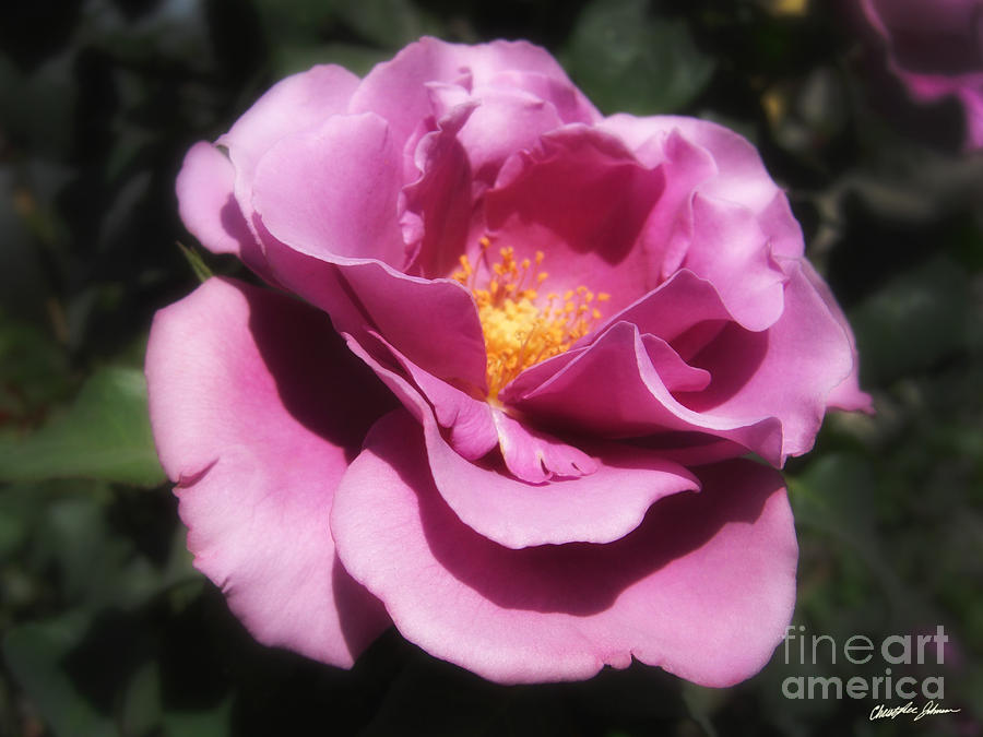 Rosas Moradas 3 Digital Art by Christopher Johnson - Fine Art America