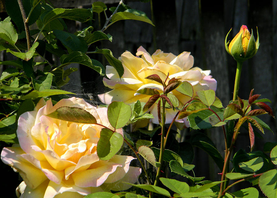 Rose Photograph by Helen Menn - Fine Art America