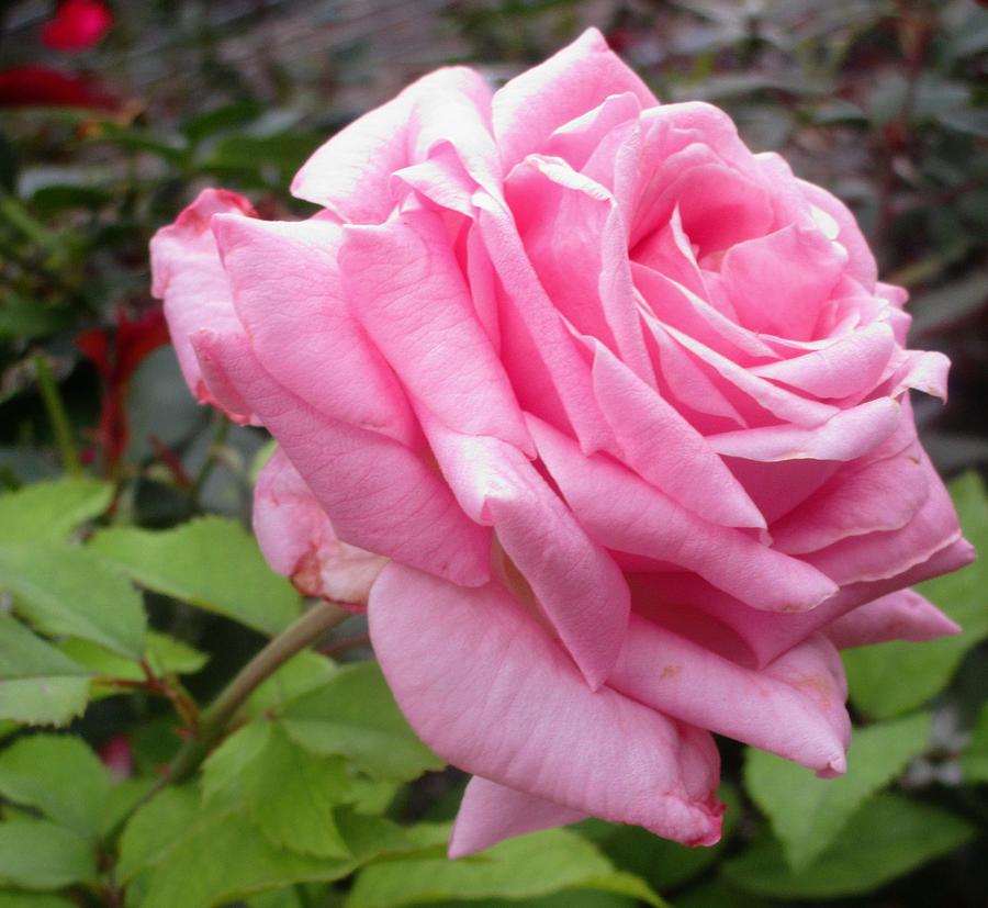 Antique Pink Rose Photograph by Matthew Kramer - Fine Art America Antique Pink Rose Photograph by Matthew Kramer - Fine Art America