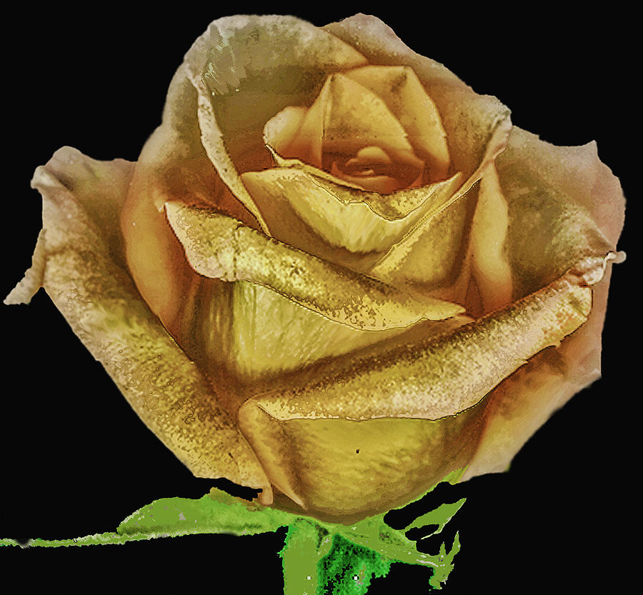 Rose Scan Day 3 no Lid Milk Chocolate Photograph by Paul Shefferly | Pixels