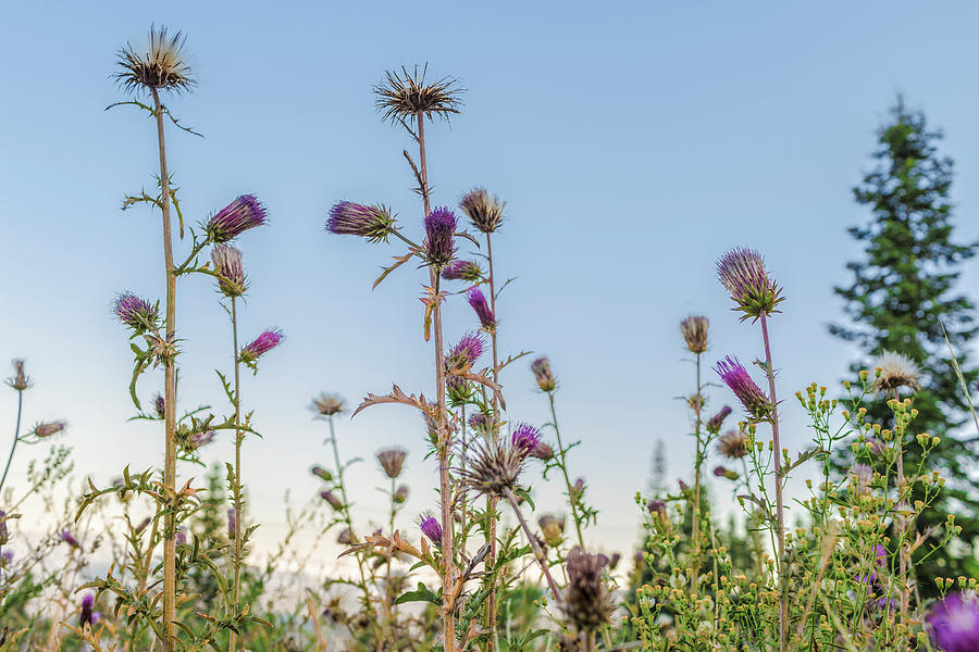 Rose Thistle Patch Photograph by Eric Raptosh - Pixels