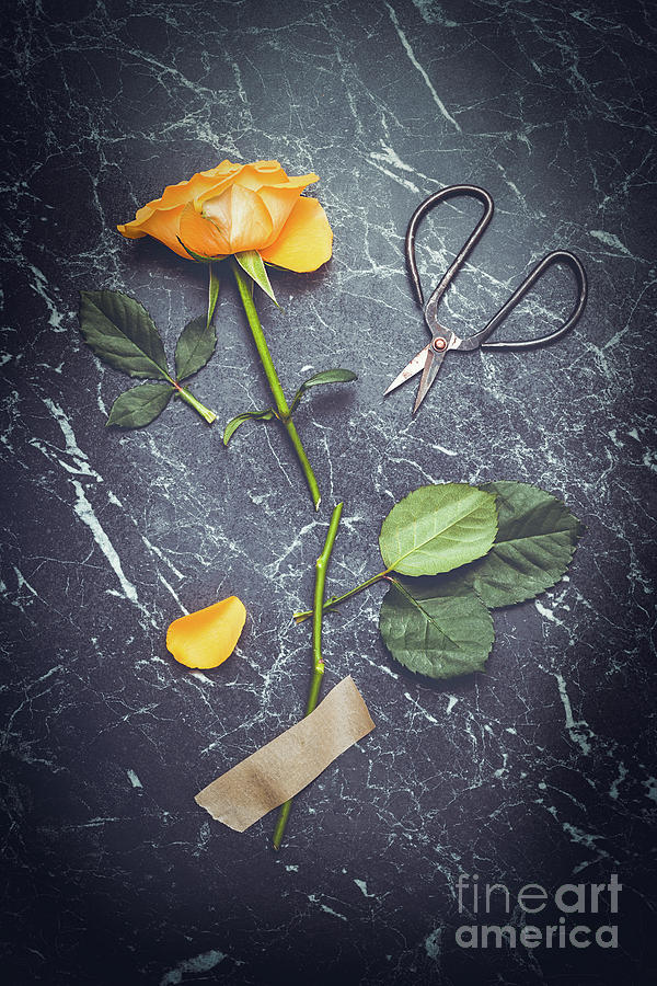 Rose With Scissors Photograph by Amanda Elwell - Pixels