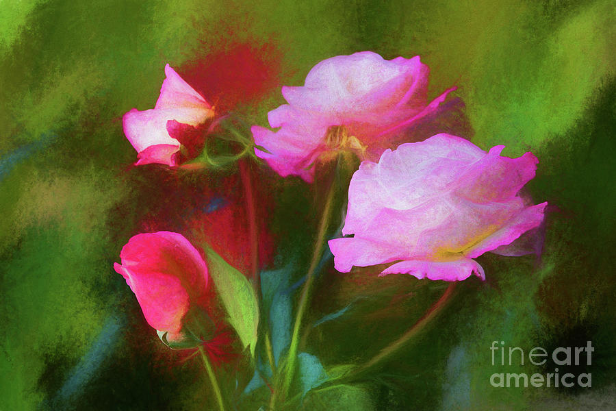 Roses in Sunlight Photograph by Colin Cuthbert - Fine Art America