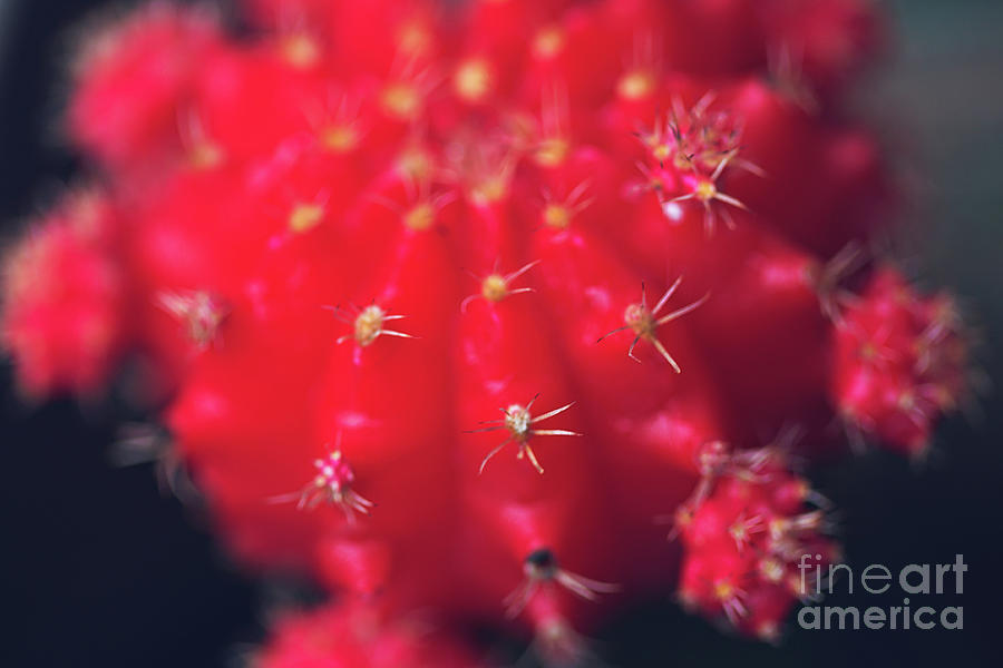 Ruby Ball Cactus Photograph by Joan McCool - Fine Art America
