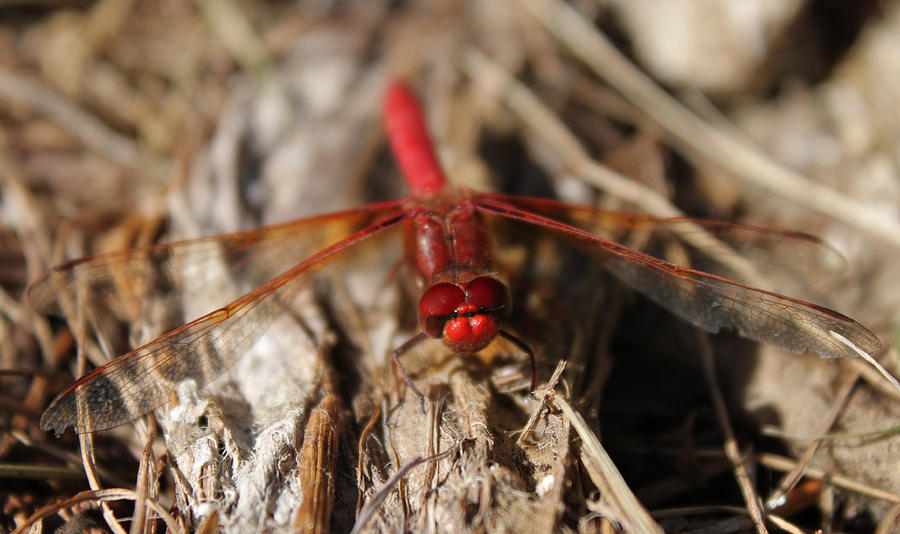Ruby Lips Photograph by Tracey Levine - Fine Art America