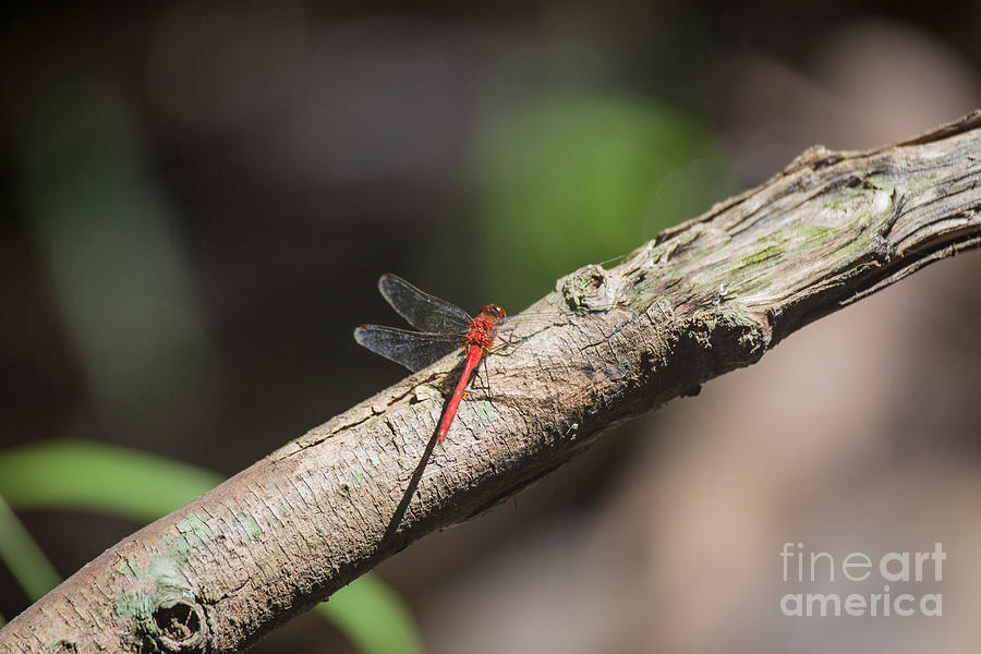Ruby Meadowhawk Dragonfly Photograph by Kenneth Lempert - Fine Art America