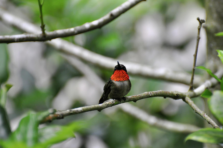 Ruby Photograph by Michelle Rollins - Fine Art America