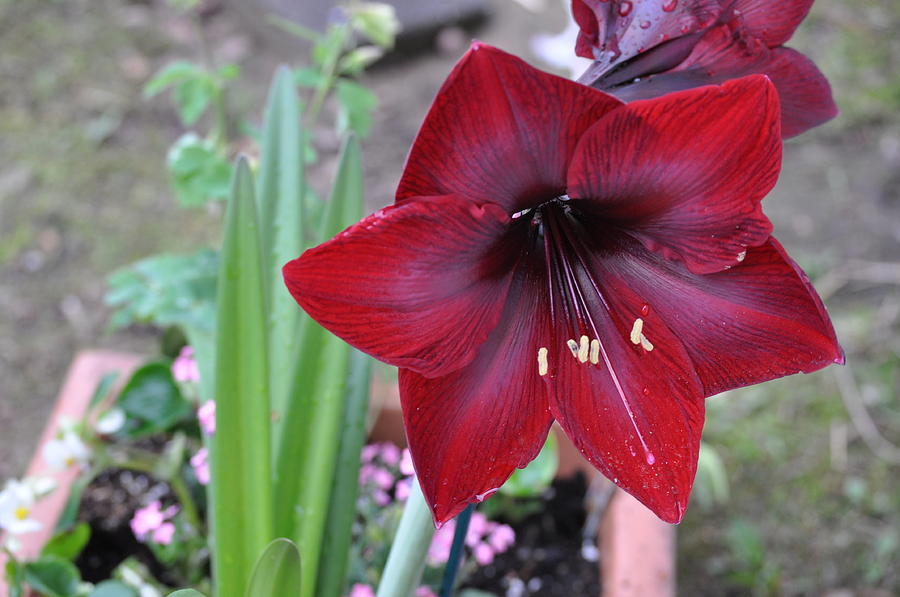 Ruby Red Photograph by Chandra Wesson | Fine Art America